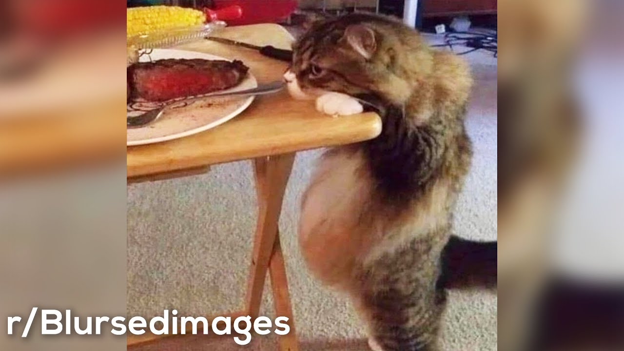 r/Blursedimages | FAT CAT LOL