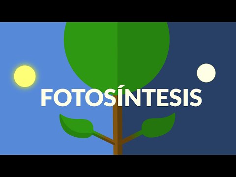 La fotosíntesis: Fase luminosa y oscura. Nutrición de las plantas | Animación resumen