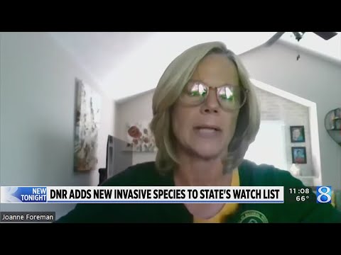 DNR warns of two new invasive species threatening Michigan