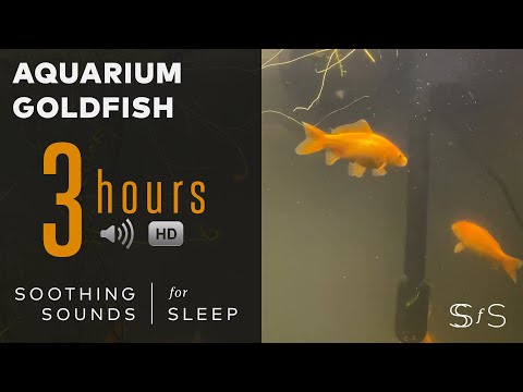 Aquarium with Goldfish Sounds for 3 hours - 4k Video - Soothing Sounds