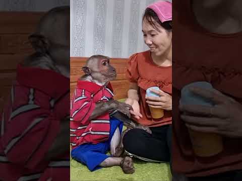 cute monkey taking care of sick mom