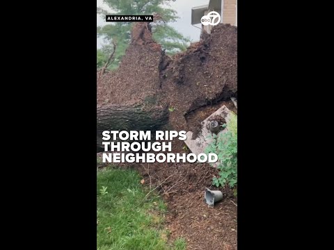 Storm Uproots Massive Tree in Alexandria, Virginia