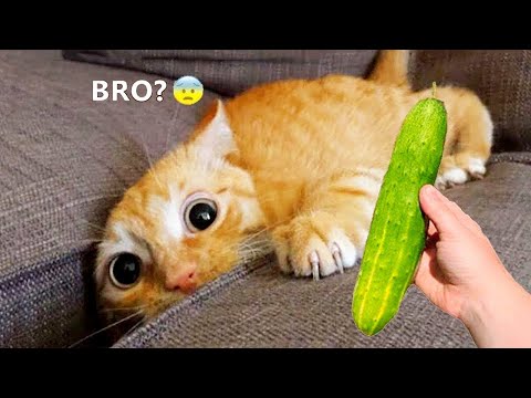 Silliest CATS on Earth ???? Funny Cats Videos 2023