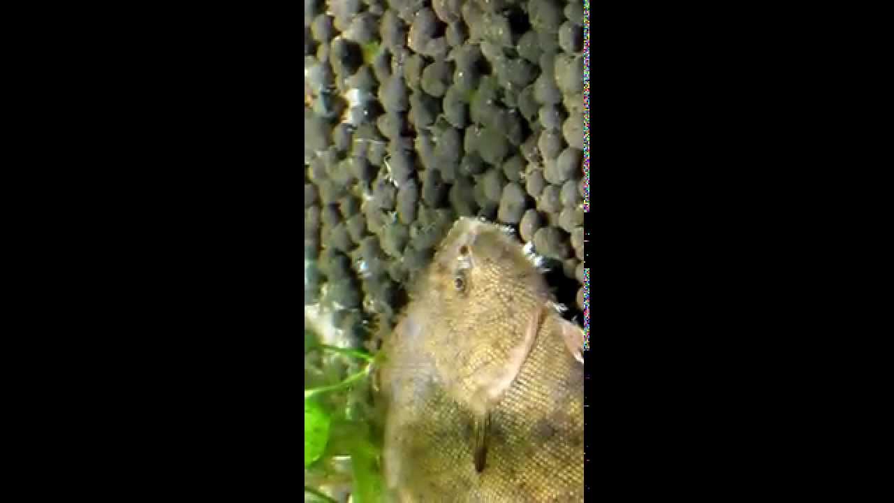 Freshwater sole fish(Brachirus pan) in planted aquarium....