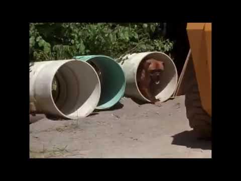 Homeward Bound 2: Lost In San Francisco (1996) - Shadow & Sassy vs Ashcan & Pete