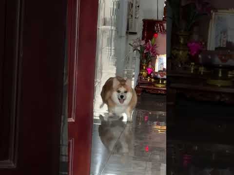 Adorable Corgi Hops on Moped!