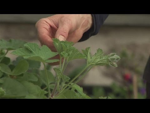 How To Take Geranium Cuttings