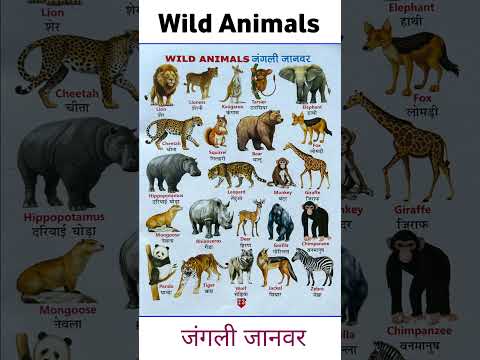 Wild Animals Name in English and Hindi | #wildanimalsname #wildanimals #shorts #shortvideo