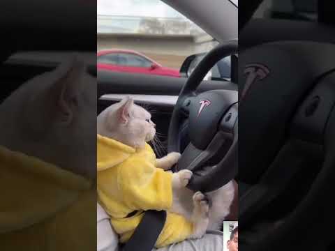 #cat cute//Drawing funny cat driving meme gif