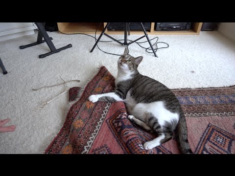 Sony RX100 IV HFR Slow Motion Demo with Cat