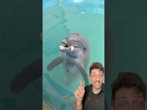 Bottlenose Dolphins are swimming brains