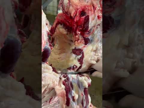 Removing an Oxtail #shorts #bbq #beef #beardedbutcher