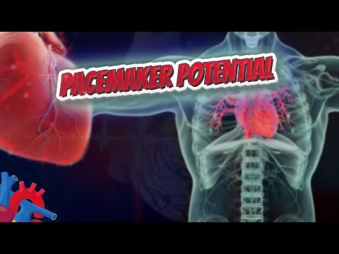 Pacemaker potential - Human Heart and Cardiology ❤️❤️❤️🔊✅