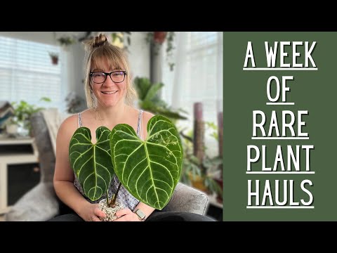 Rare Houseplant Unboxing 😱 - The Plant Dealer Subscription Box and More - Unboxings