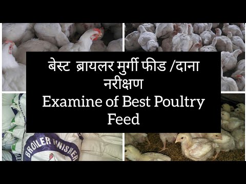 Poultry Feed - Murgi Dana Latest Price, Manufacturers & Suppliers