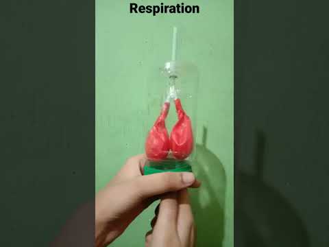 Respiration in Organisms | Science l Class 7 l Mechanism of Breathing | Crafty Arts | Handy Mandy 😊