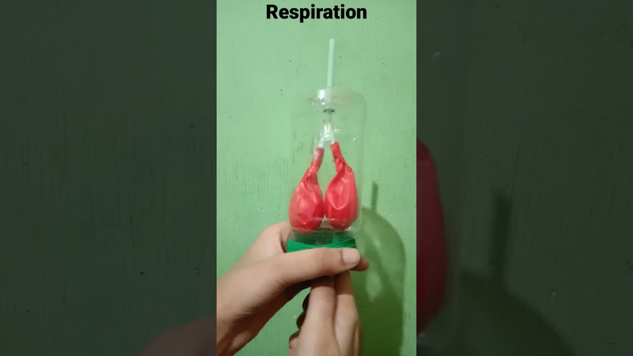 Respiration in Organisms | Science l Class 7 l Mechanism of Breathing | Crafty Arts | Handy Mandy 😊