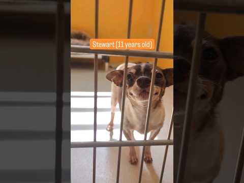 Adopt A Senior Pet This November! #youtubeshorts