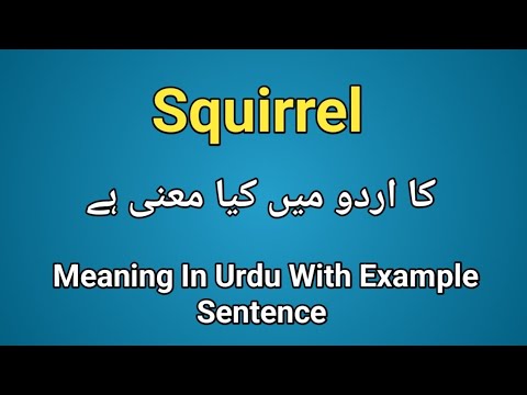 Squirrel meaning in urdu/hindi |Squirrel k kya matlab hai |How to pronounce Squirrel