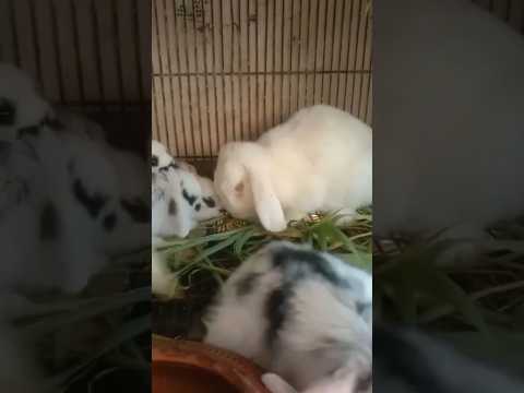 A Holland lop's setup of a farmer in Islamabad | Rabbit Farming | Animal Lovers | Cute Rabbits