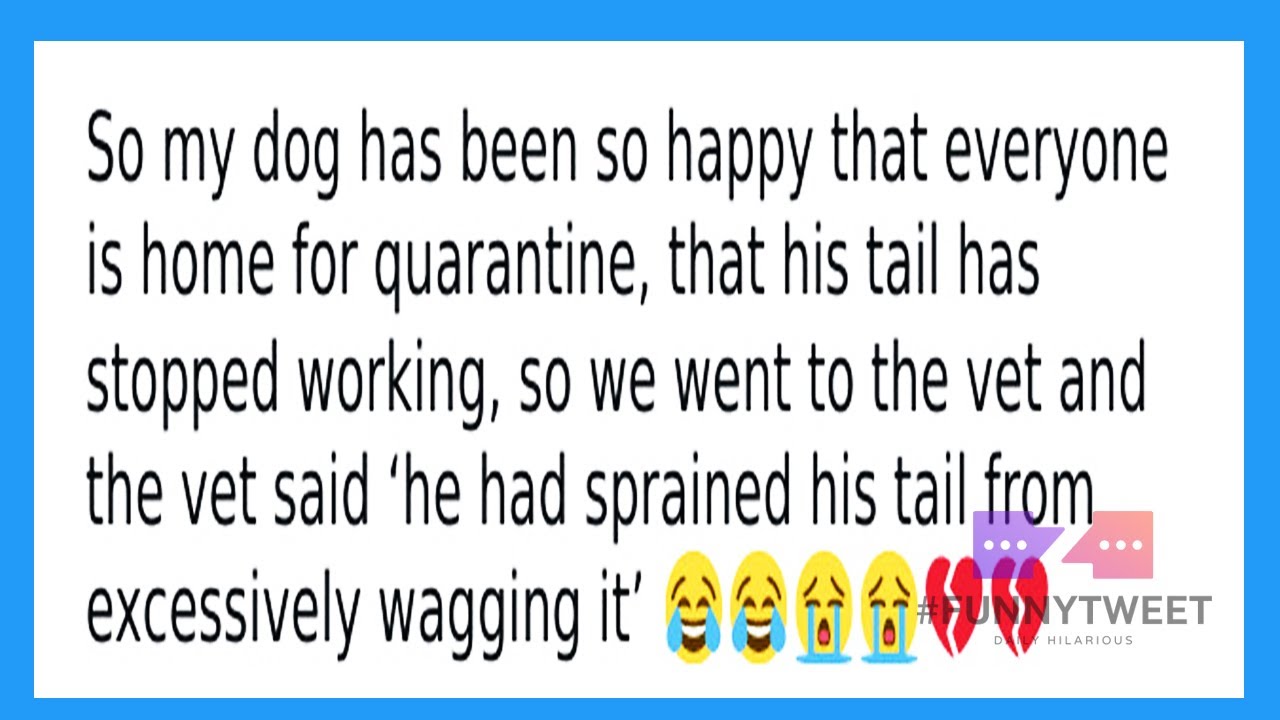 Hilariously Spot-On Tweets About Life With Cats And Dogs #funnytweet