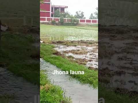 jhona launa Chad dena Miss Pooja #shorts #jhona #farming #paddy #viral