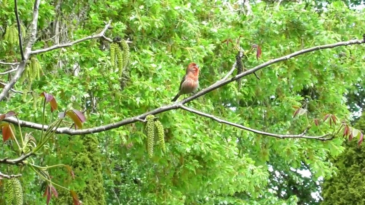 Red Head House Finch (male Haemorhous mexicanus) Singing