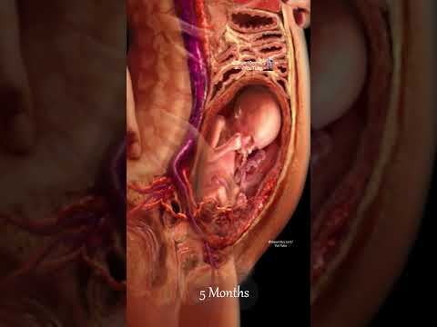 Pregnancy 0, 3, 5, 7, 9 Months.