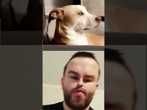 Side eye dog Bombastic