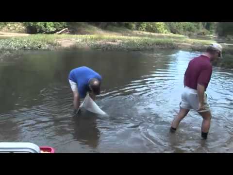 Endangered Mussels and Alabama Aquatic Biodiversity | Freshwater Species