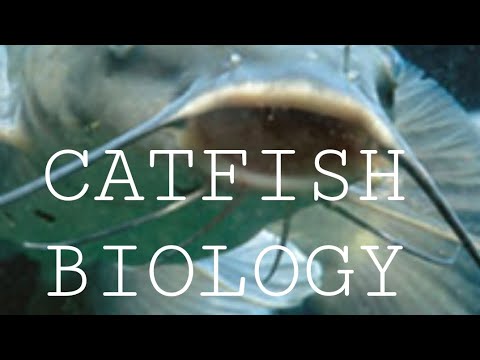 The Biology of Catfish