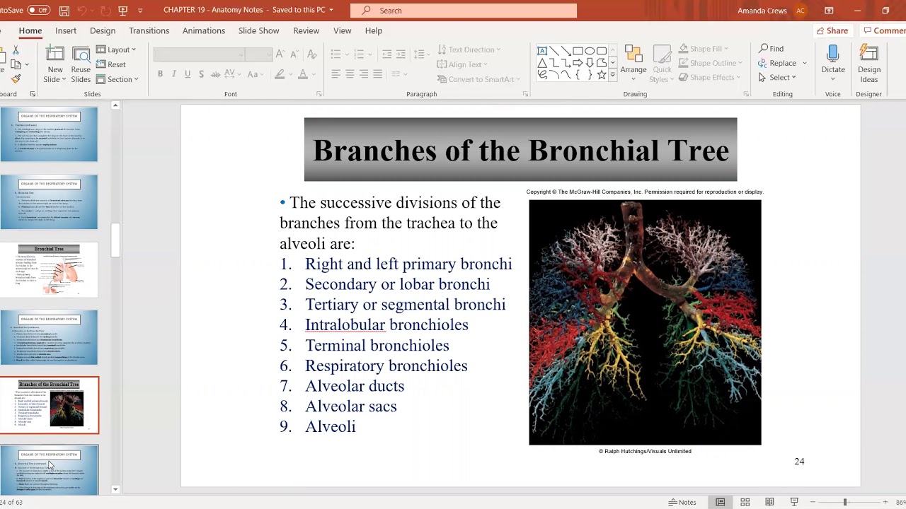 Anatomy Lecture CH19 B