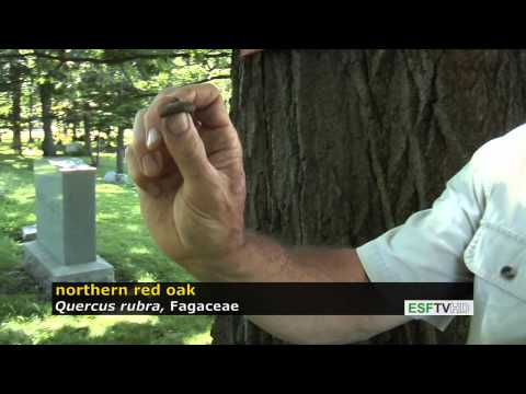 Trees with Don Leopold - northern red oak
