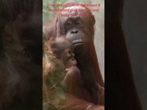 Sumatran orangutans ๐ฑ are going to extinct let's protect ๐