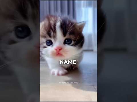 Top 3 Most Popular Cat Names😻