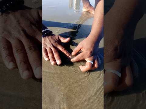Unbelievable Catching with Empty Hand #fishing #fishingvideos #seafishing #thoondilulagam