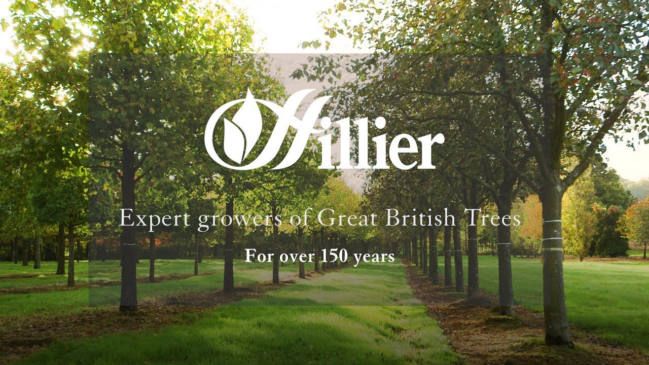 Introduction to Hillier Trees