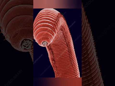 earth worms face in micro scope🔥 #trending shots#viralshots #viral