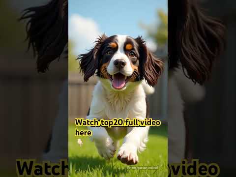 "Top 20 Smartest Dogs in the world"