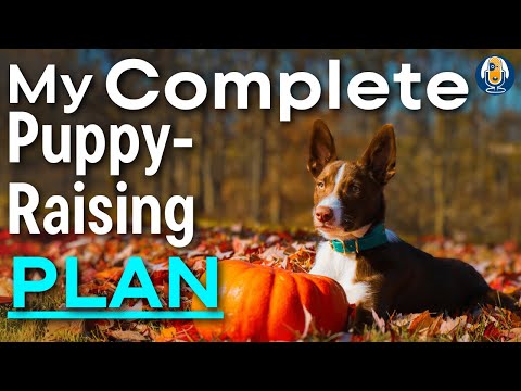 Training My New Puppy, What He Knows So Far: Susan Garrett's Plan And Puppy Schedule #243 #podcast