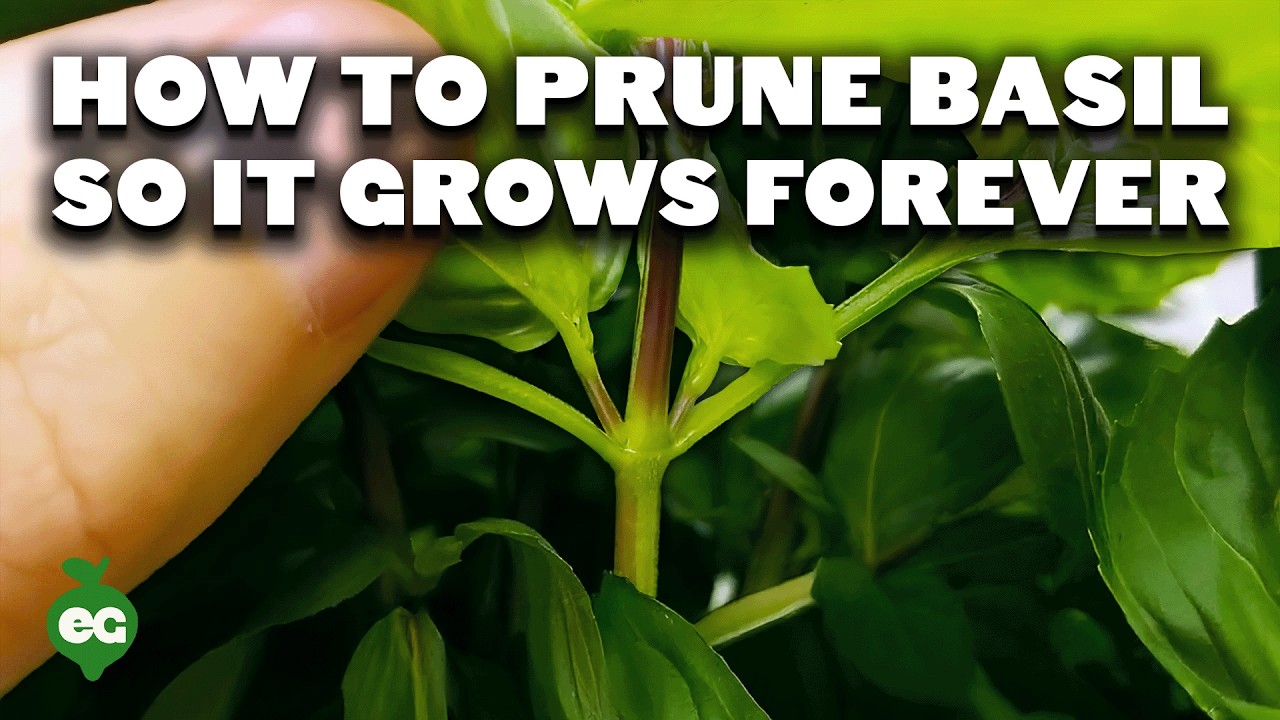 How to Prune Basil So It Grows Forever!