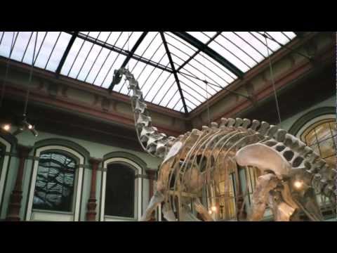 Dinosaurs ARE mentioned in the Bible - Behemoth