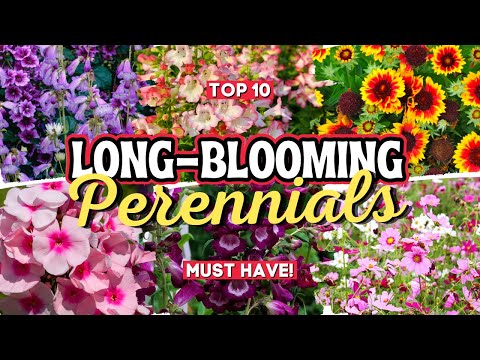 10 Long Blooming Perennial Flowers: Add Vibrant Colors to Your Garden All Season Long ππ»π