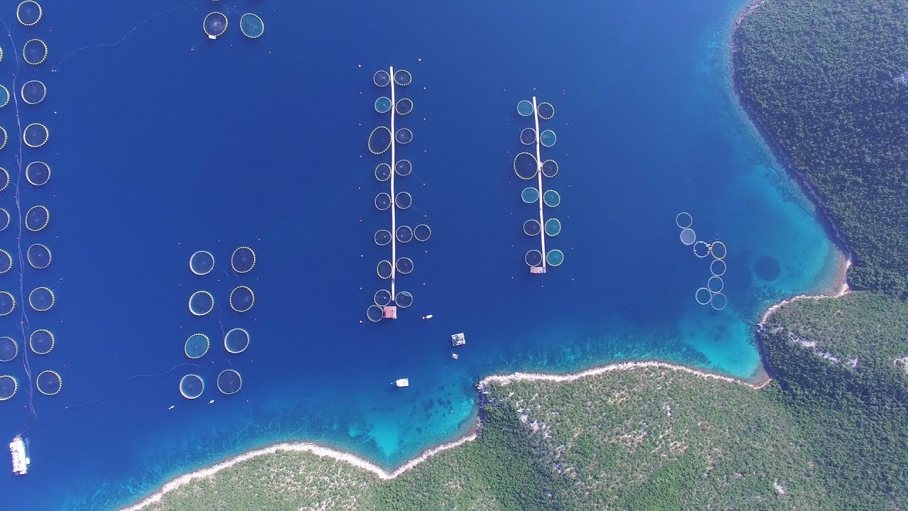 Important New Technology for Catching and Feeding Wild Fish