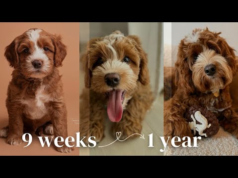 Watch Obi the Australian Labradoodle Grow Up: 9 Weeks to 1 Year! 🤎