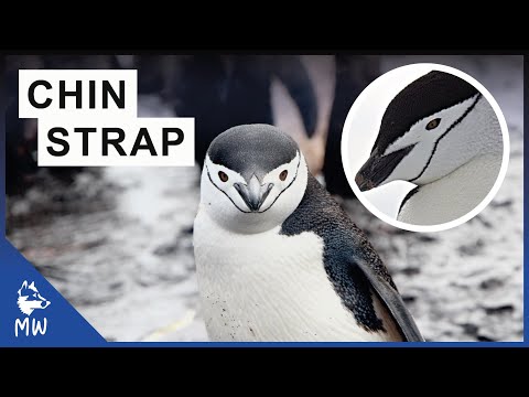 All 6 Penguin Genera and their Subspecies
