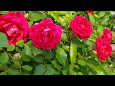 A Beautiful Rose Tree has Lots of Roses