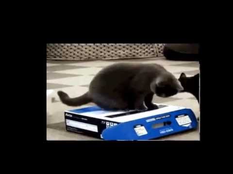 [Full] Funny cat videos behavior compilation 2015.Mp4