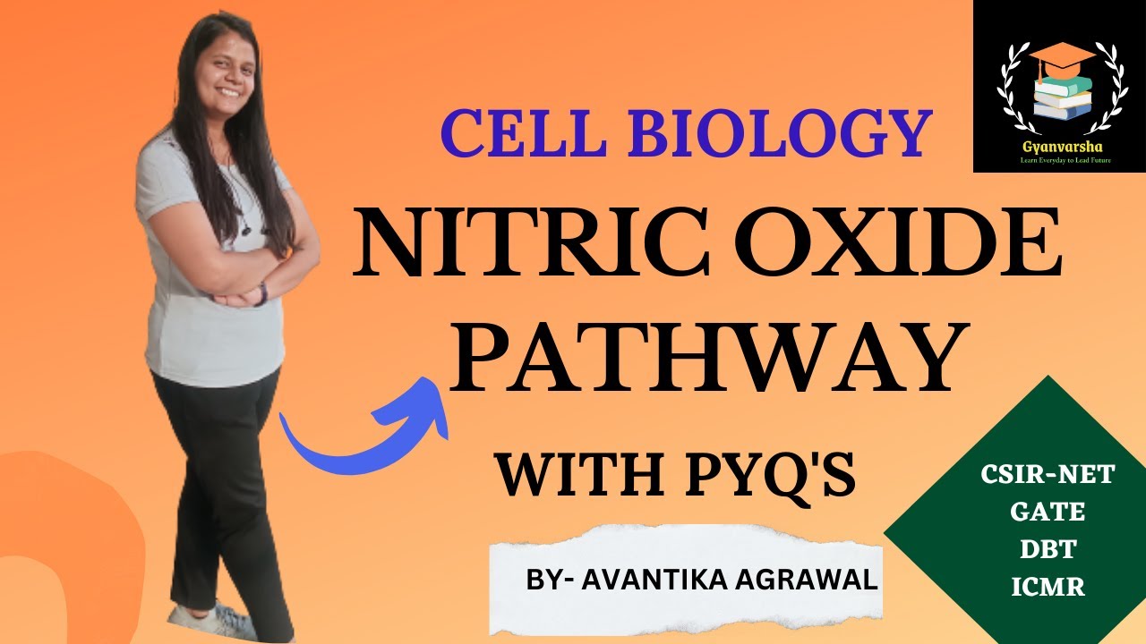 Understanding the Nitric Oxide Pathway in Cell Signaling | Galaxy.ai
