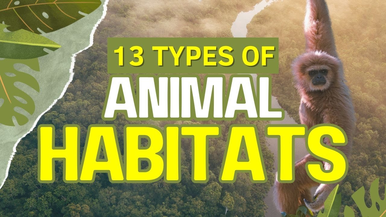 13 Animal Habitats That Show How Wildlife Adapts